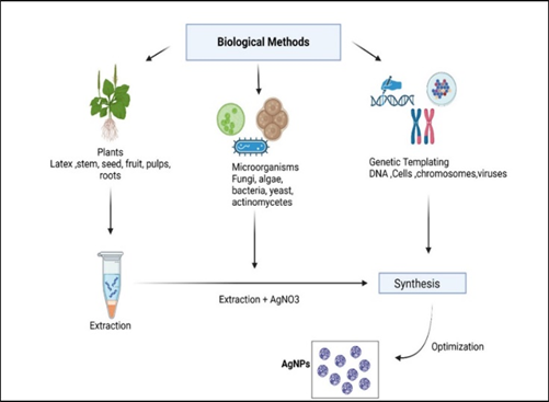 Green Synthesis of Silver Nanoparticles from Medicinal Plants: A Review ...