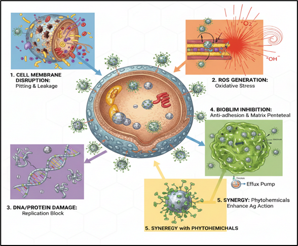 Green Synthesis of Silver Nanoparticles from Medicinal Plants: A Review ...