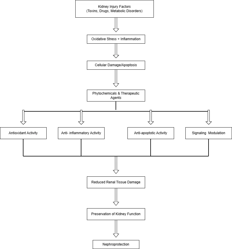 Nephroprotective Potential of Polyalthia cerasoides: A Phytochemical ...